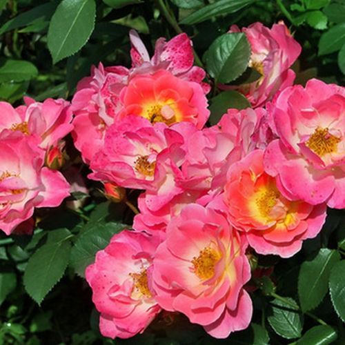 Роза Герцогиня Фредерика - Rose Herzogin Friederike